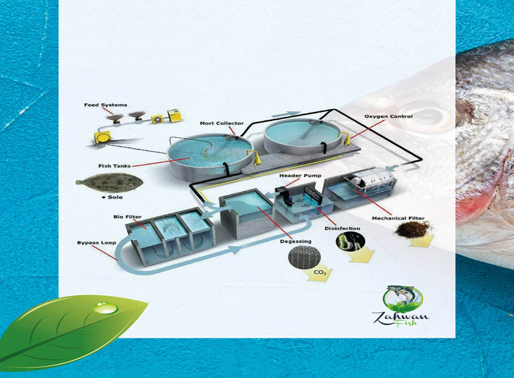 MSG – Msg developments